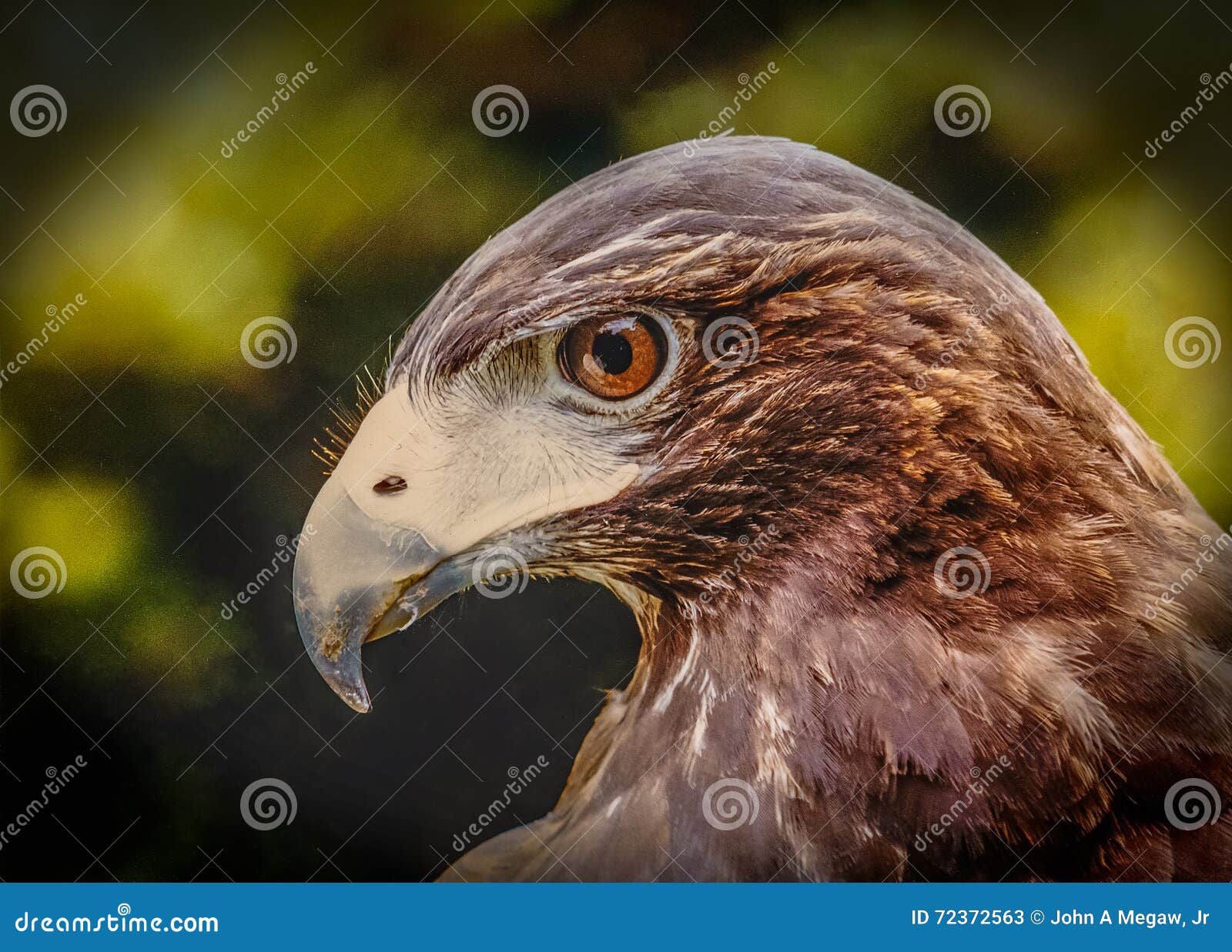 Young Bald Eagle Profile stock image. Image of close - 72372563