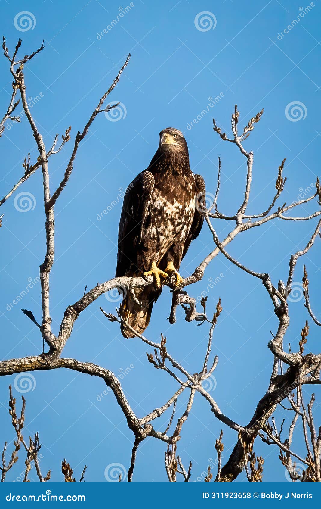 Young Bald Eagle Resting on a Tree Branch Stock Photo - Image of blue ...