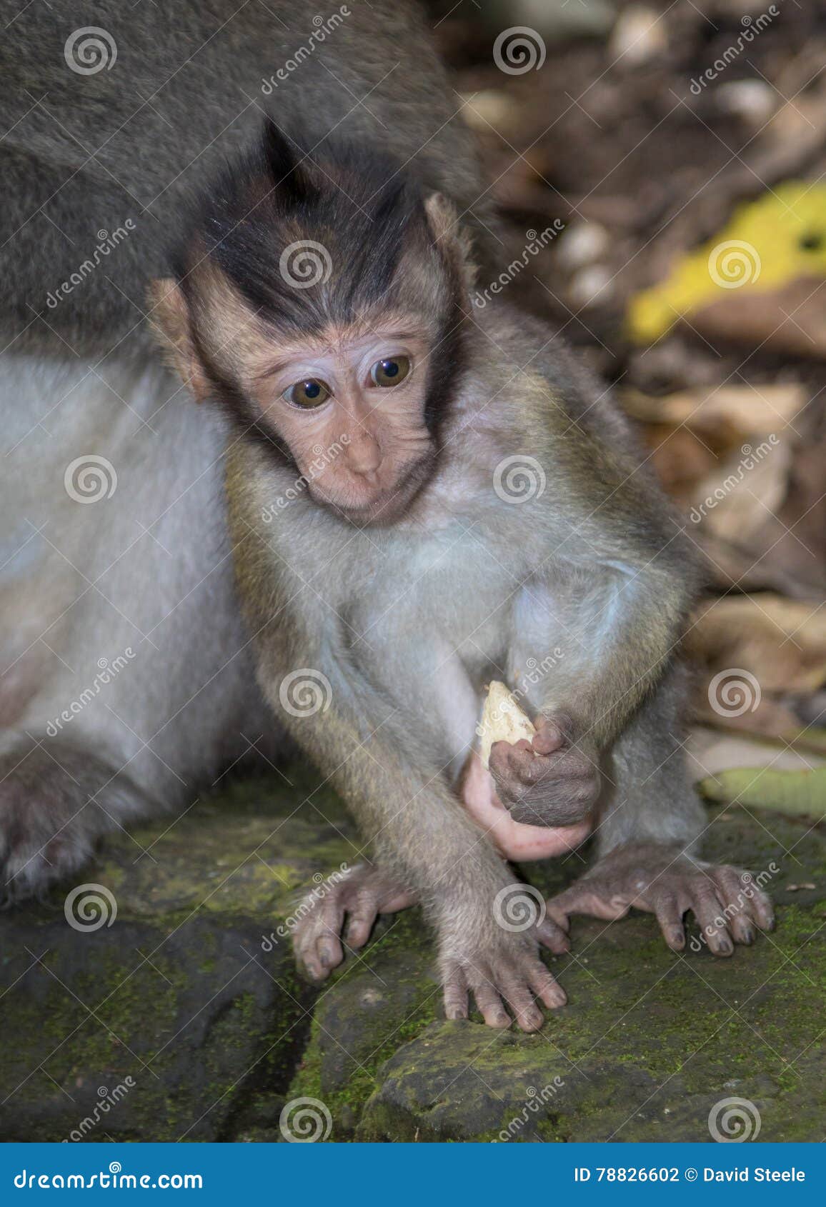 Balinese Long Tailed Monkey Facing Camera. Yawning, Showing Teeth ...