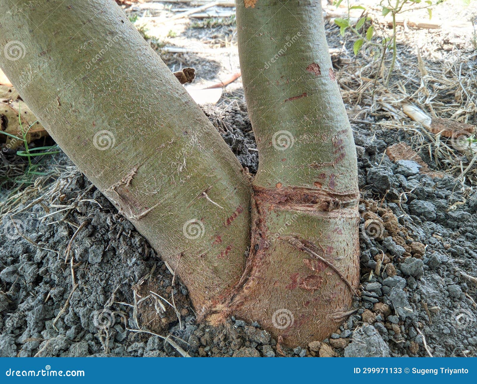 Young Balsa Tree, the Trunk is Green with Branches from Below Stock ...
