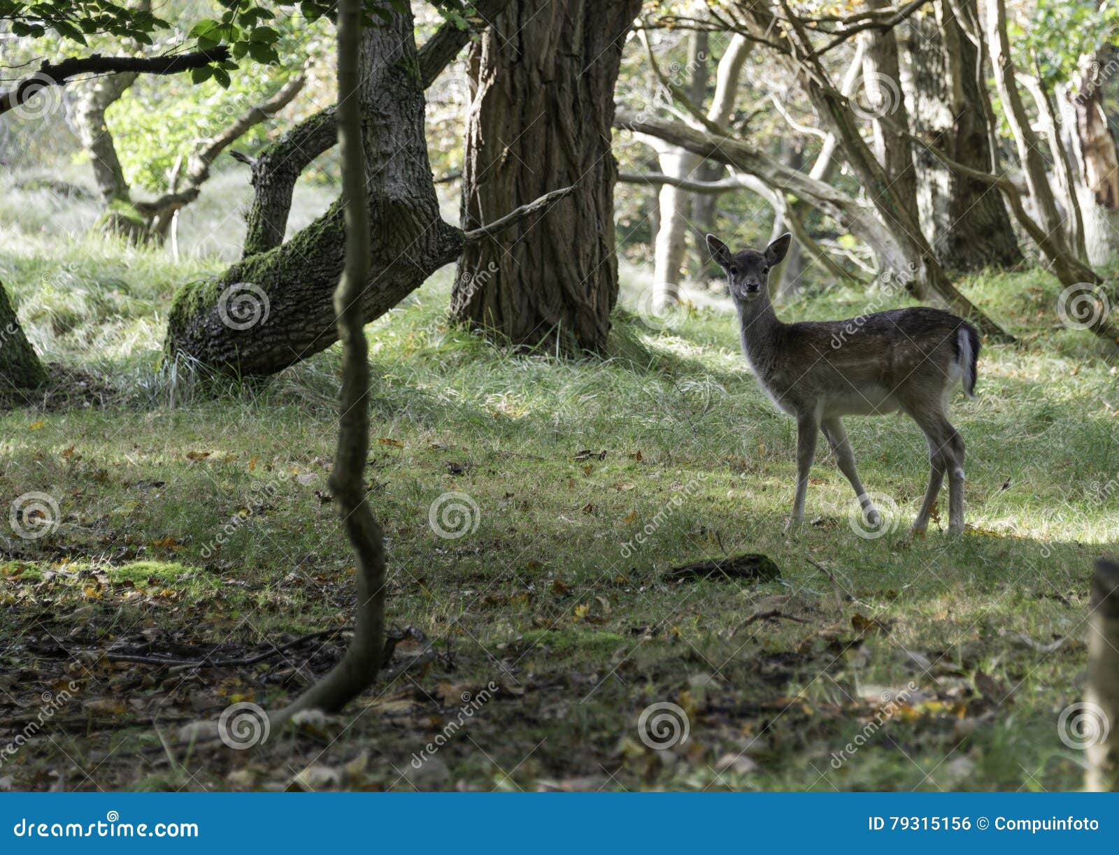 Young bambi deer stock photo. Image of holland, twilight - 79315156