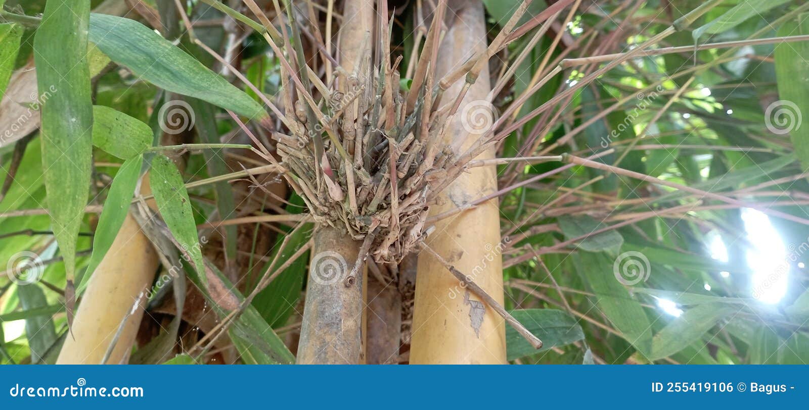Young Bamboo Tree Branches Stepping on Old Stock Photo - Image of ...