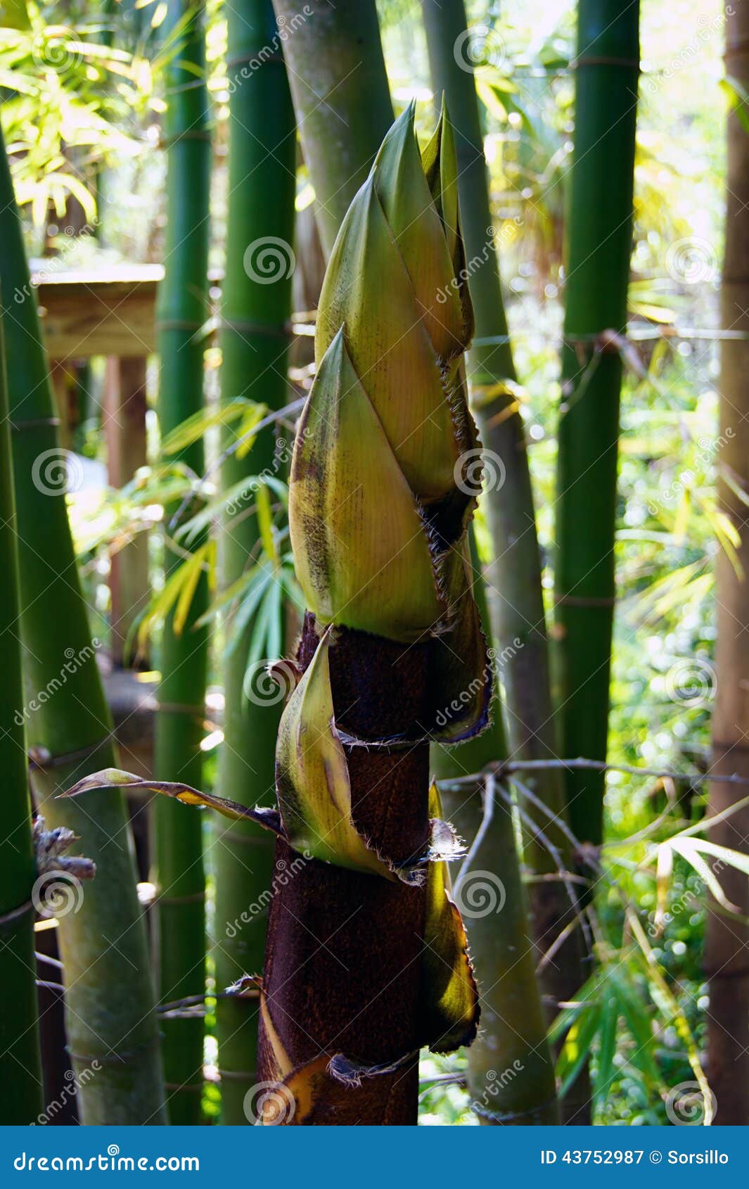 Young bamboo tree top stock image. Image of green, tropical - 43752987
