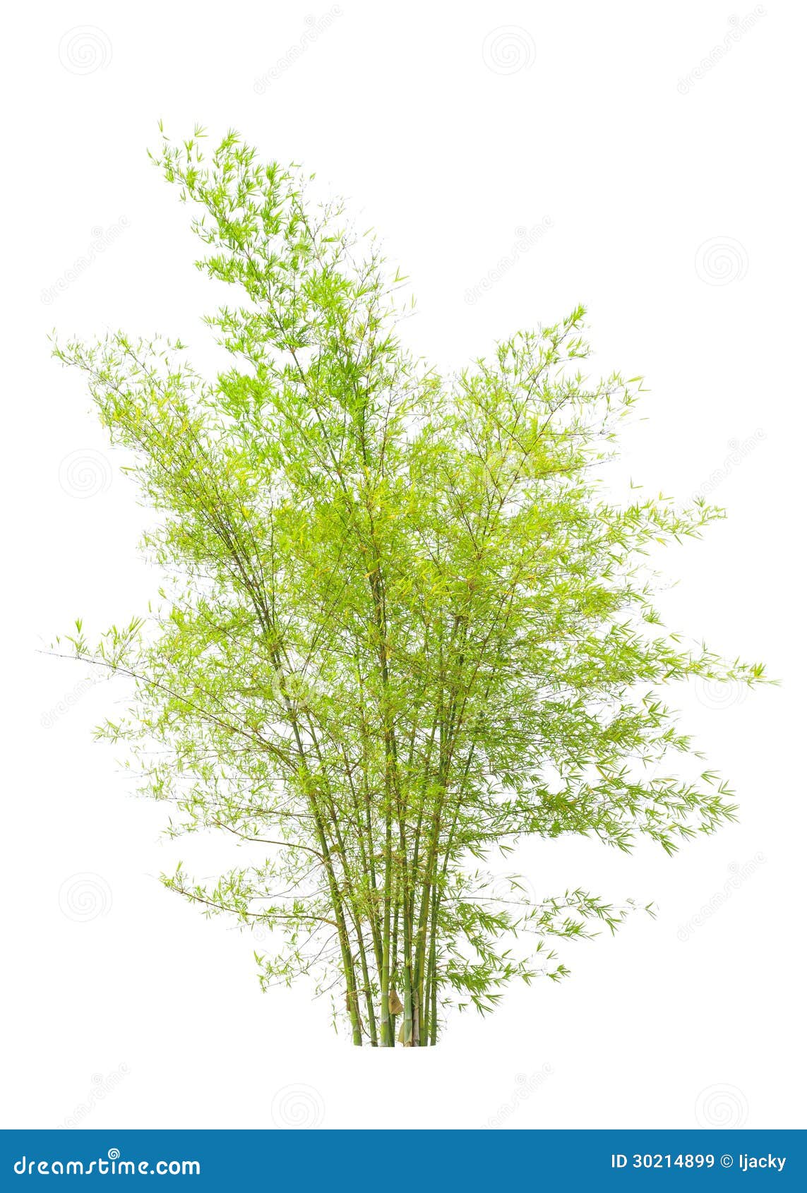 Bamboo Tree (Bambusoideae) Background Stock Image | CartoonDealer.com ...