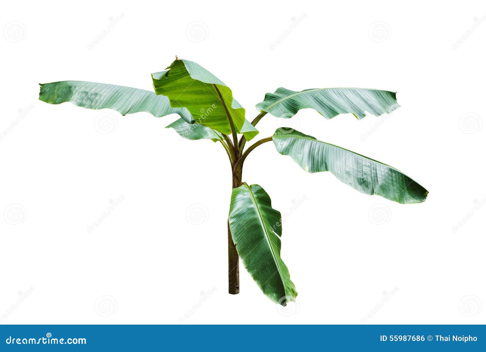 Young Banana Tree Isolated on White Background. Stock Photo - Image of ...