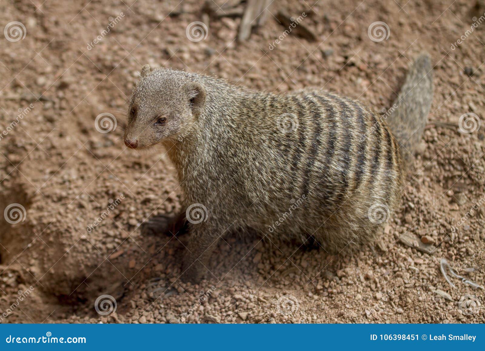 Young Banded Mongoose stock image. Image of people, nonurban - 106398451