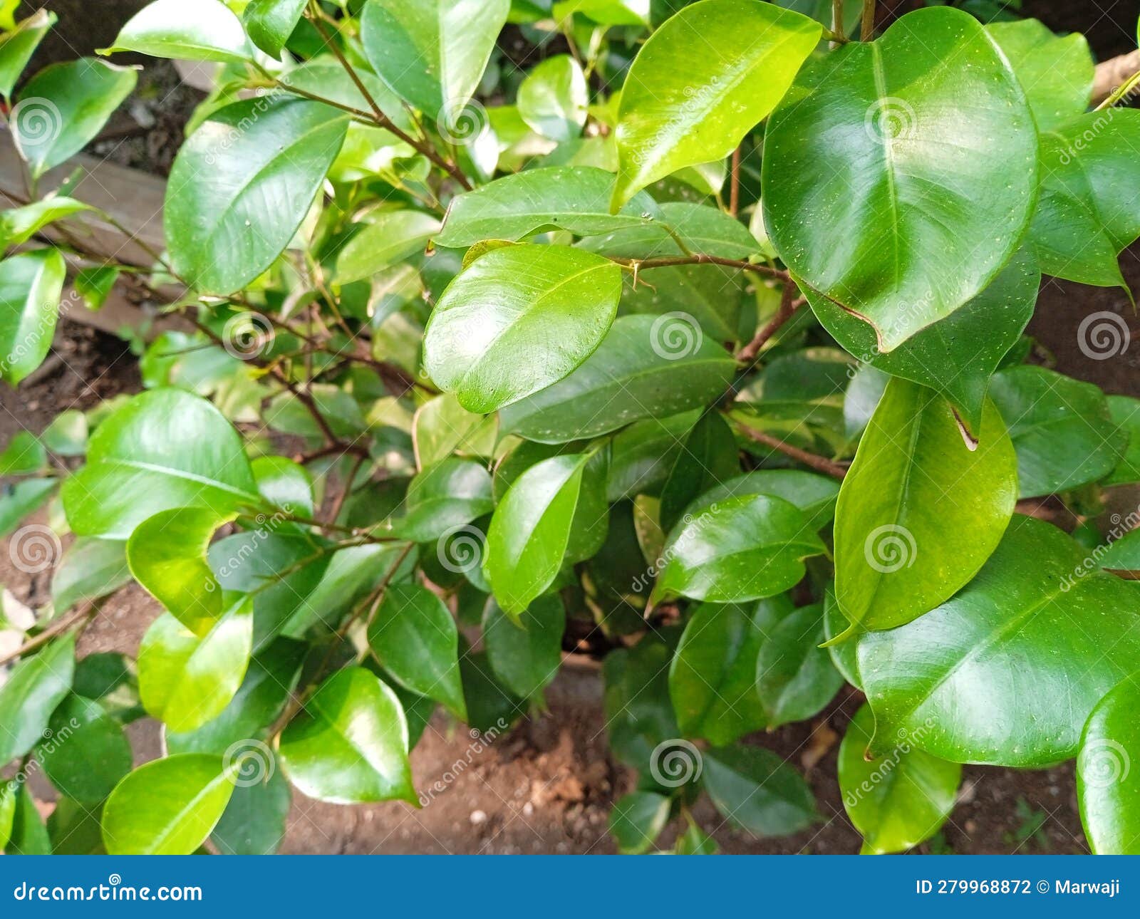 Young Banyan Tree Plant Growing At A Road Side In Dehradun City Of ...