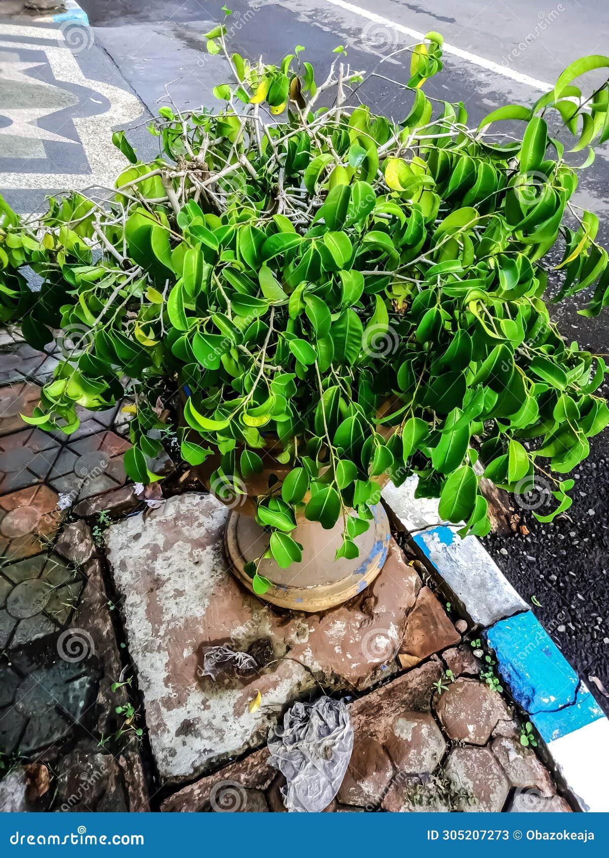 The Young Banyan Tree Takes Root From The Branches To The Ground. Crown ...