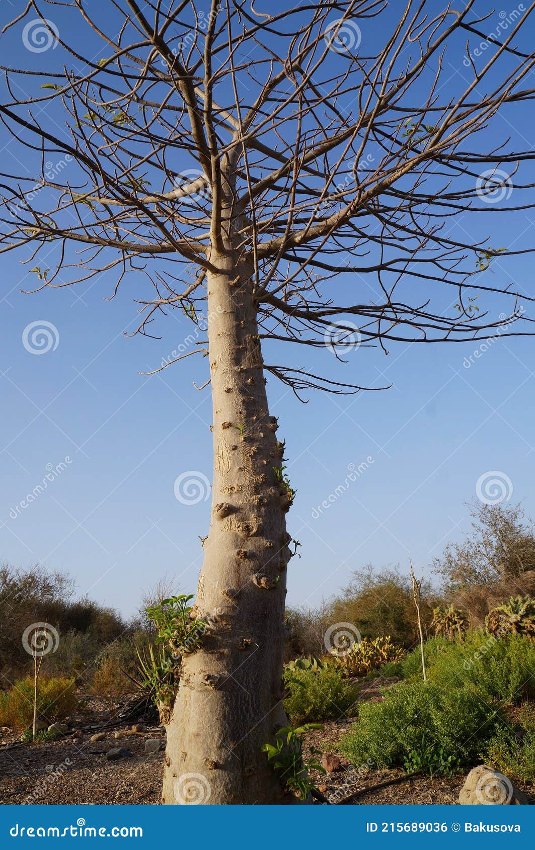 Young Baobab Tree in the Garden Stock Photo - Image of kaokoland, giant ...
