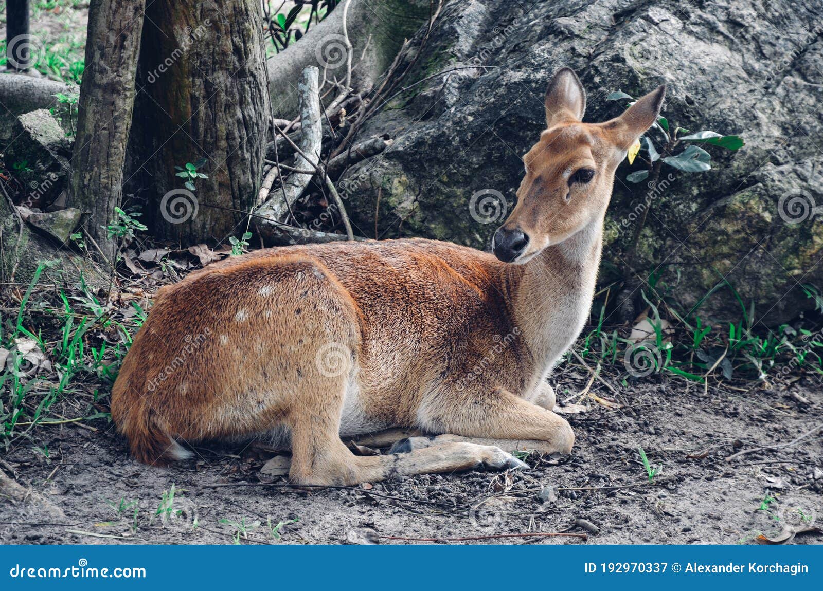 A Young Barasinga Deer is Resting in Nature Stock Image - Image of ...