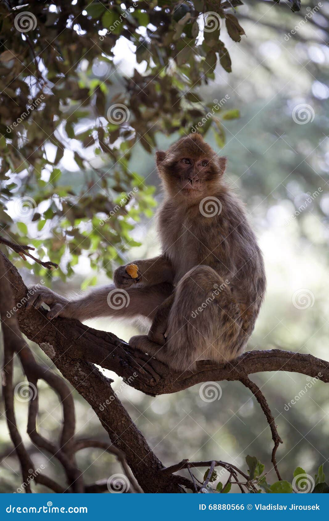 Young Barbary Ape, Macaca Sylvanus, Atlas Mountains, Morocco Stock ...
