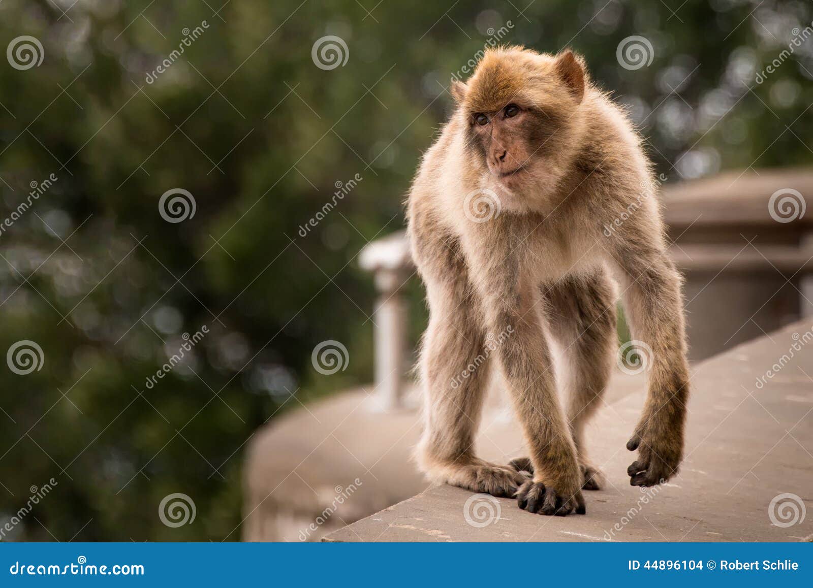 Young Barbary Ape on Wall stock photo. Image of barbary - 44896104