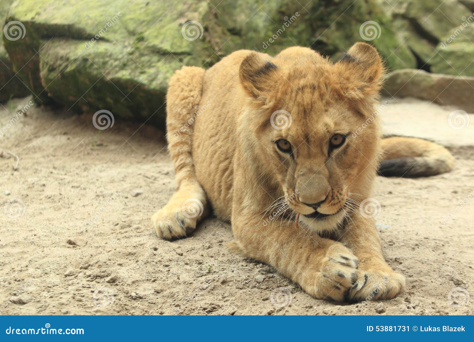Young barbary lion stock image. Image of barbary, rock - 53881731