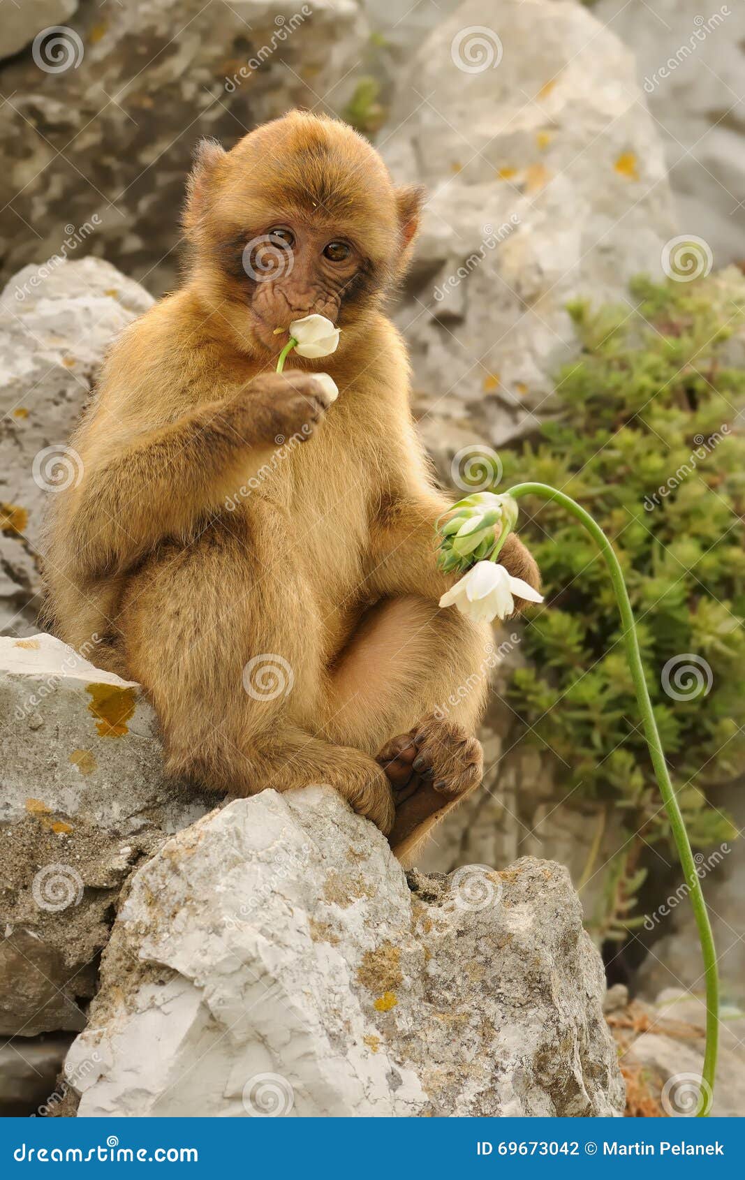 Young Barbary Macaque - Macaca Silvanus Stock Photo - Image of flower ...