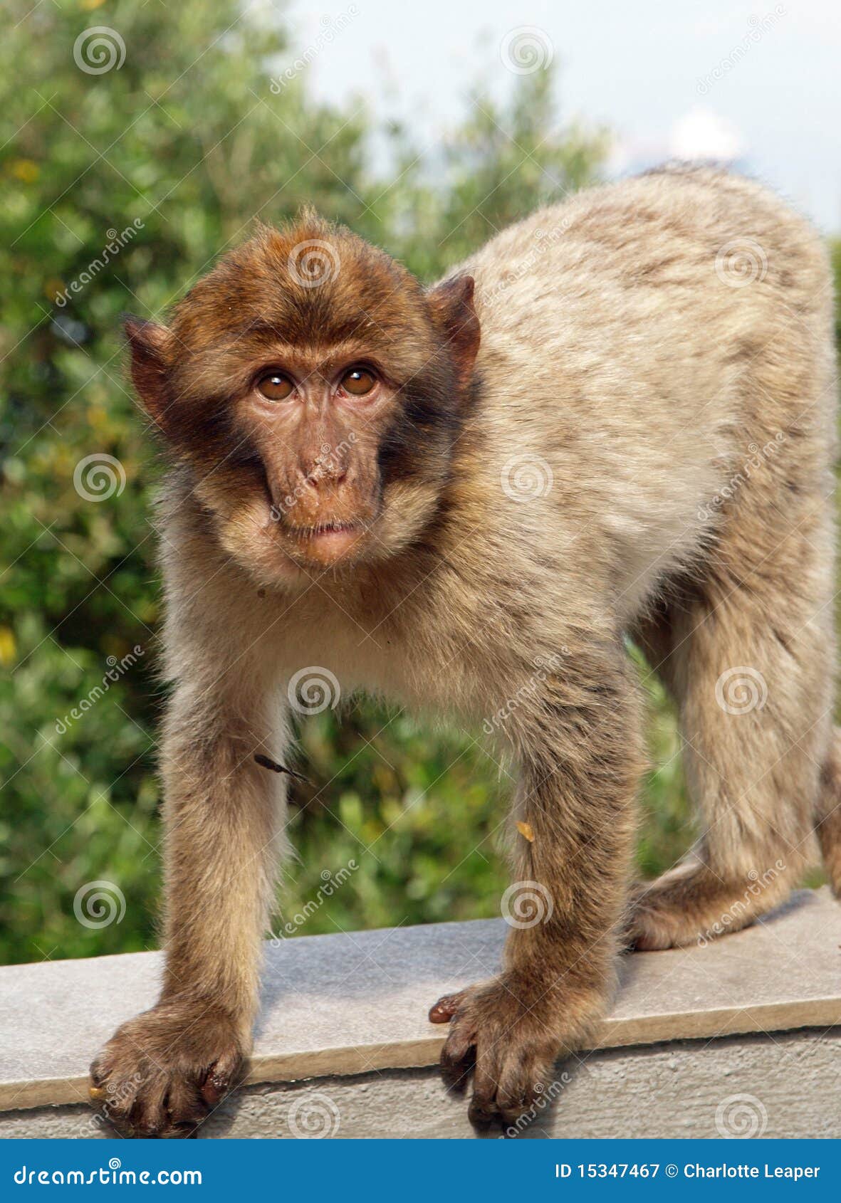 Barbary Macaque Monkey Eating A Tangerine, Ifrane, Morocco Royalty-Free ...