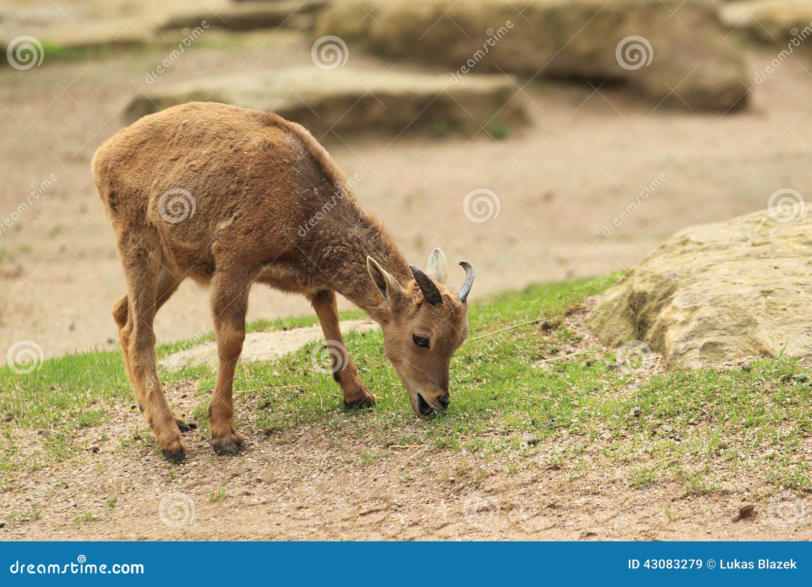 Young barbary sheep stock image. Image of animal, rock - 43083279