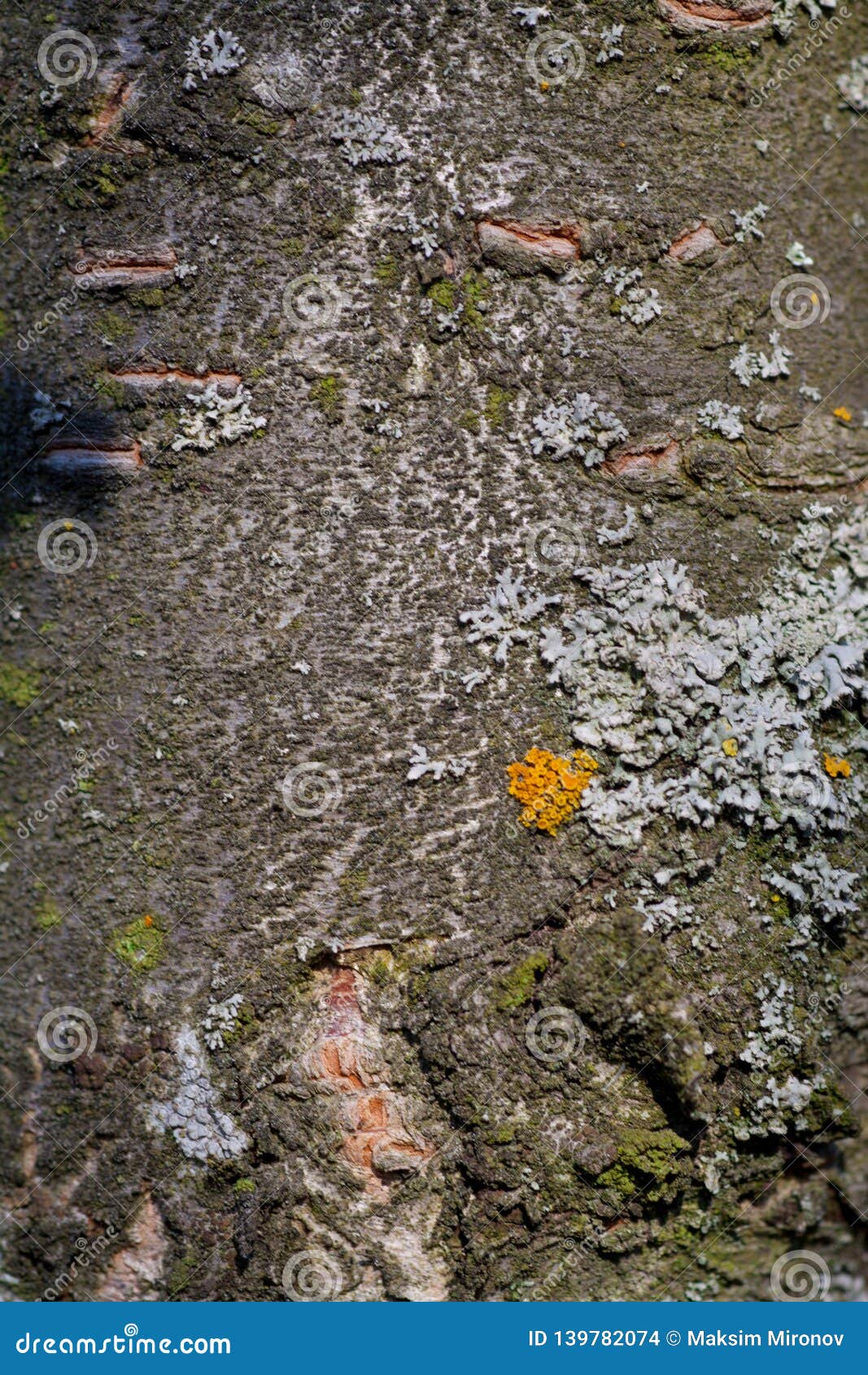 Young Bark of Common Chestnut Tree Stock Photo - Image of detail ...