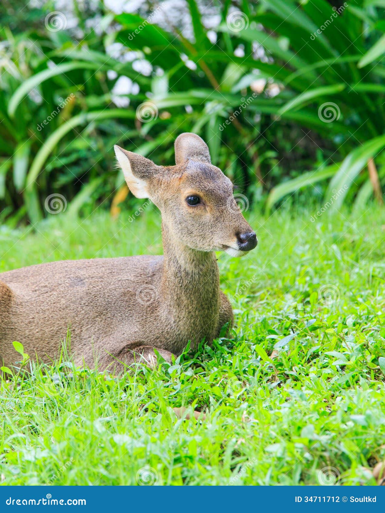 Young Bark deer stock photo. Image of green, summer, animal - 34711712