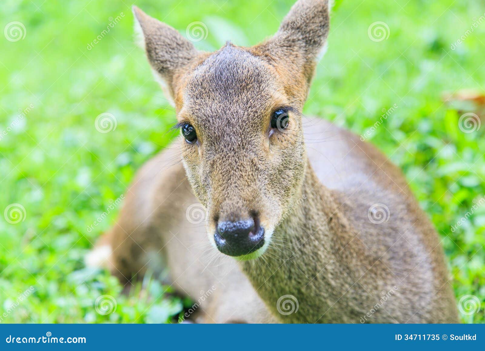 Young Bark deer stock image. Image of portrait, mammal - 34711735