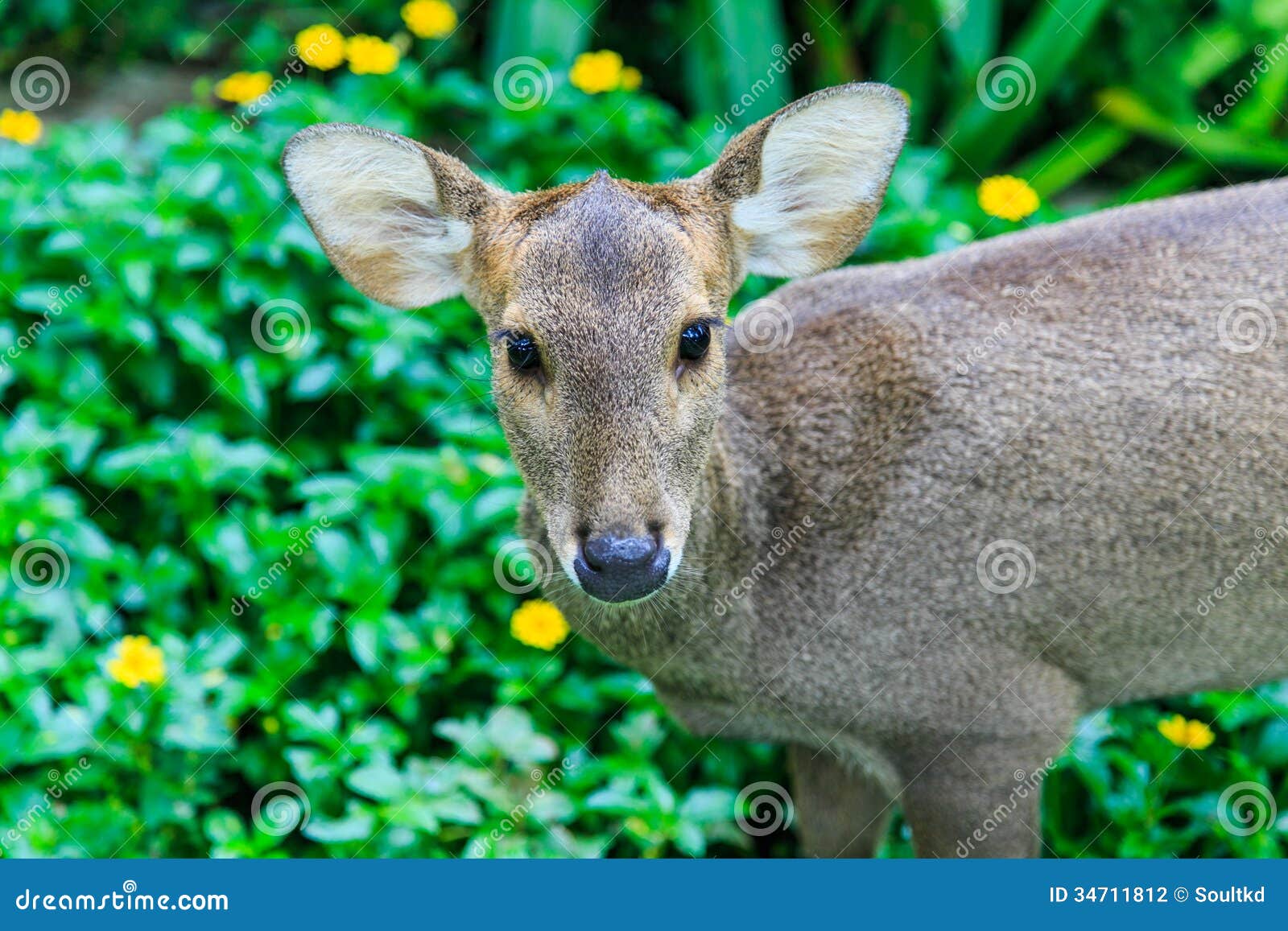 Young Bark deer stock photo. Image of looking, bambi - 34711812