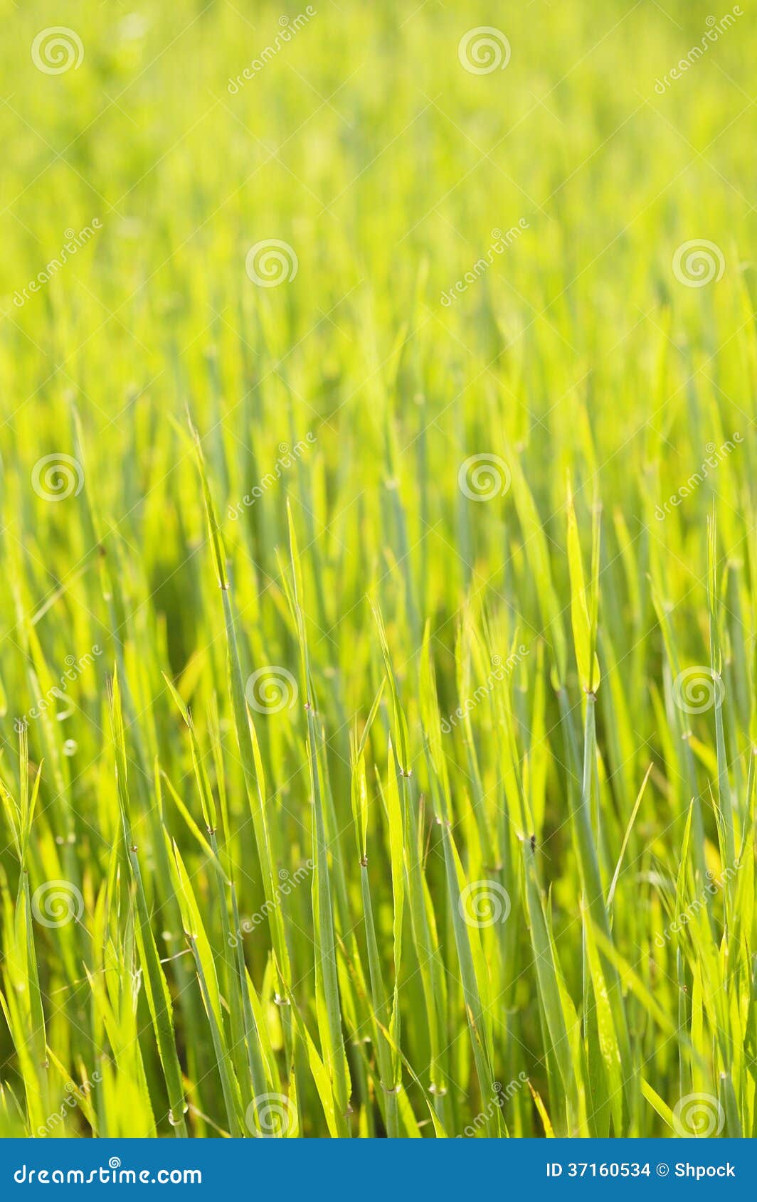 Barley Background Royalty-Free Stock Photo | CartoonDealer.com #42413079