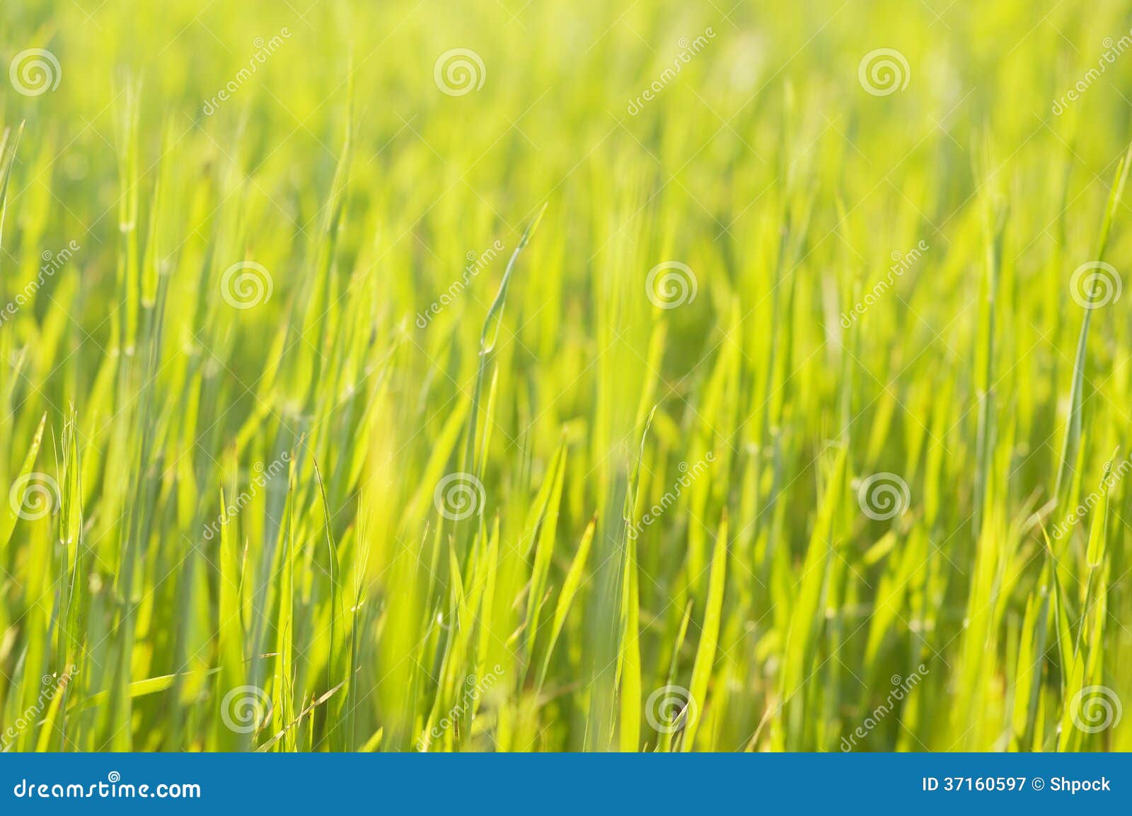Barley Background Royalty-Free Stock Photo | CartoonDealer.com #42413079
