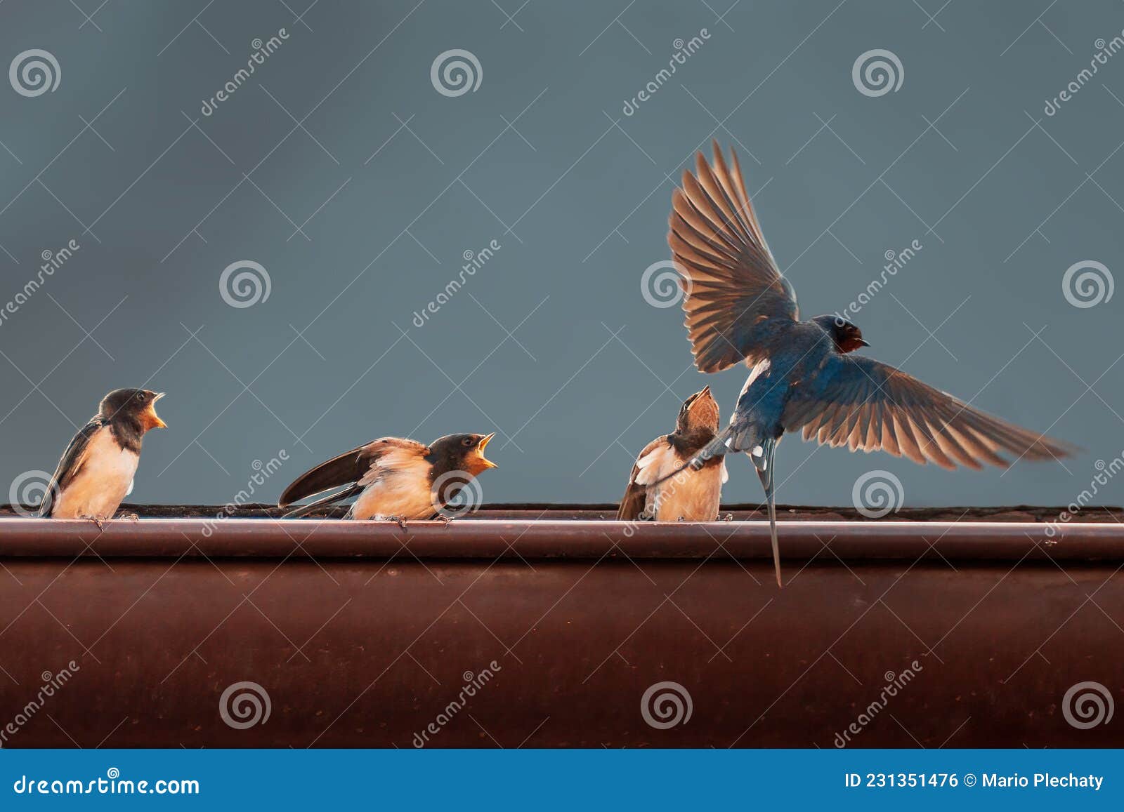Young Barn Swallow at Feeding Stock Photo - Image of european, birding ...
