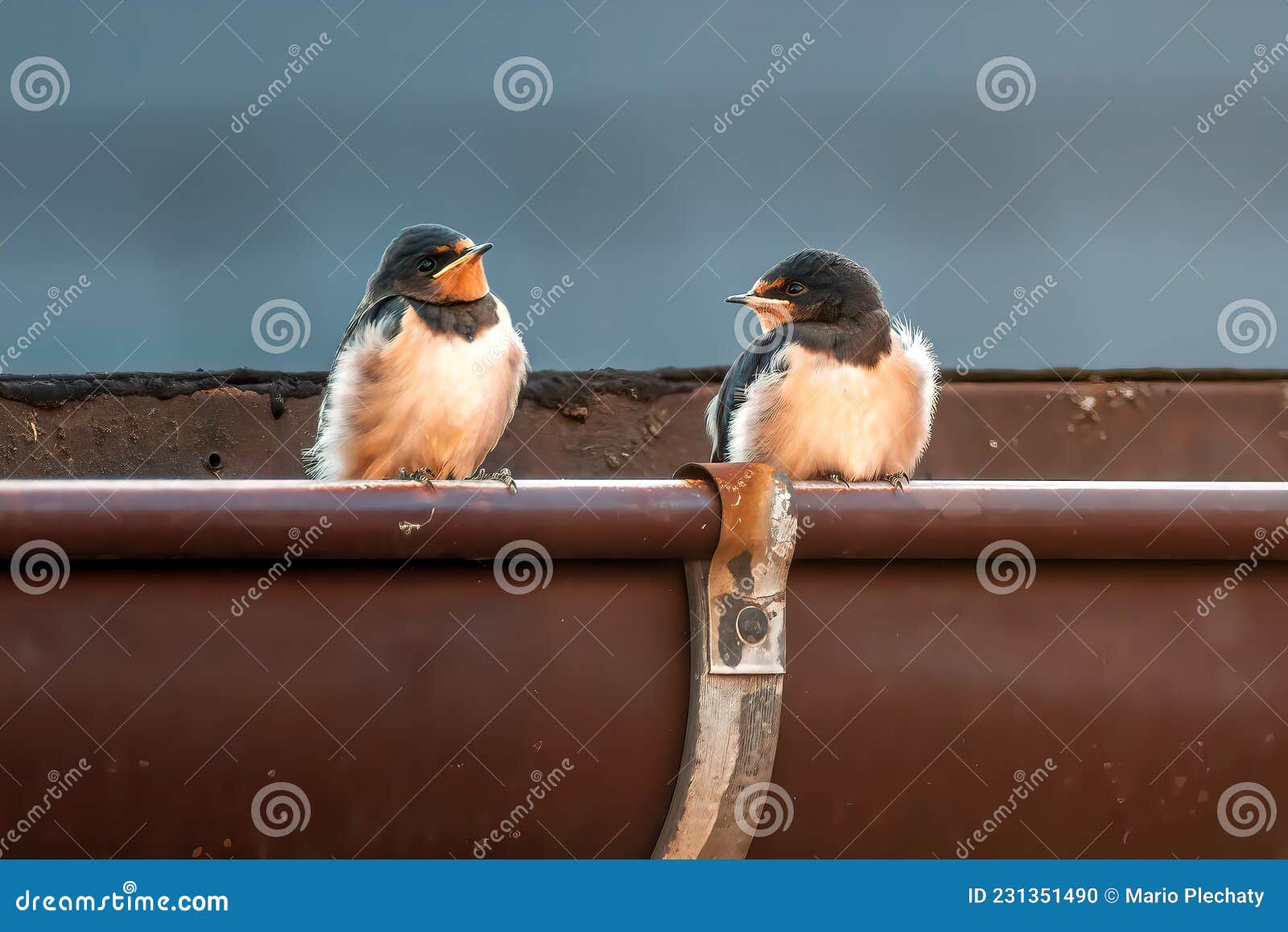 Young Barn Swallow at Feeding Stock Photo - Image of autumn, animal ...