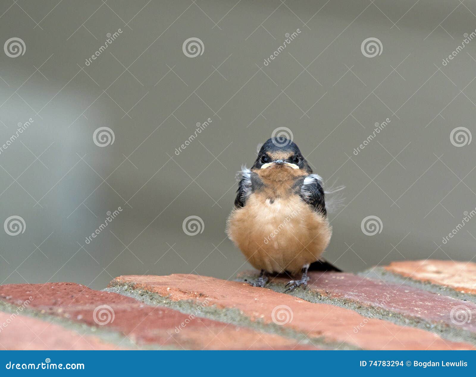 Young barn swallow stock photo. Image of beak, barn, young - 74783294