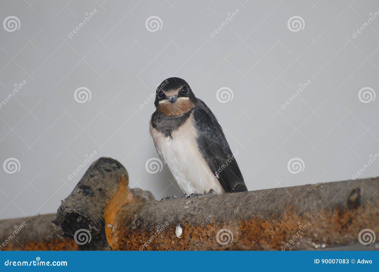 Young Barn Swallow stock image. Image of poland, barn - 90007083