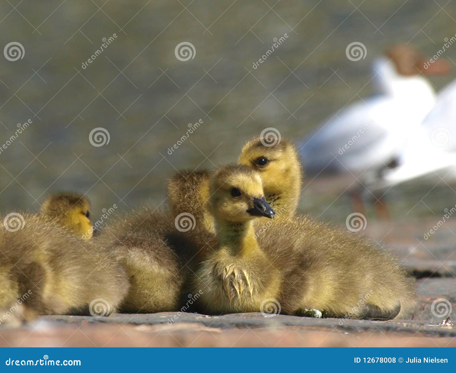 Young Barnacle Goose stock photo. Image of feather, nature - 12678008