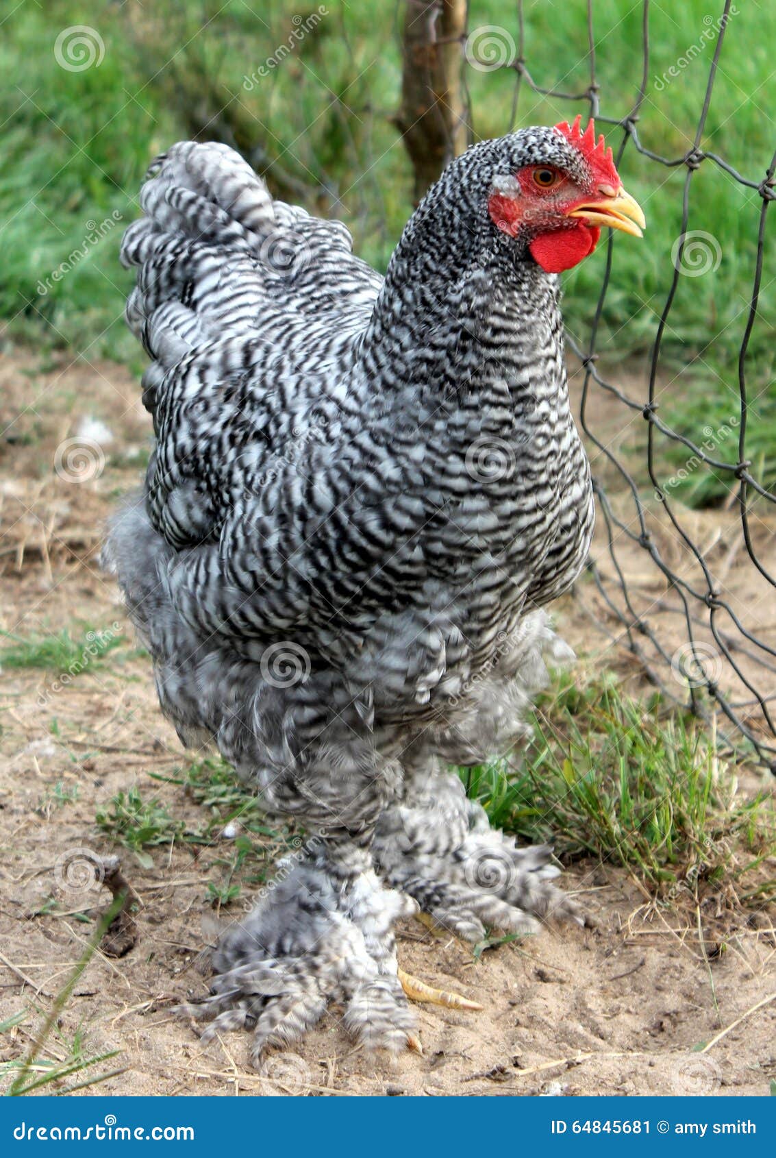 Young Barred Cochin Rooster Stock Image - Image of shepherd, livestock ...