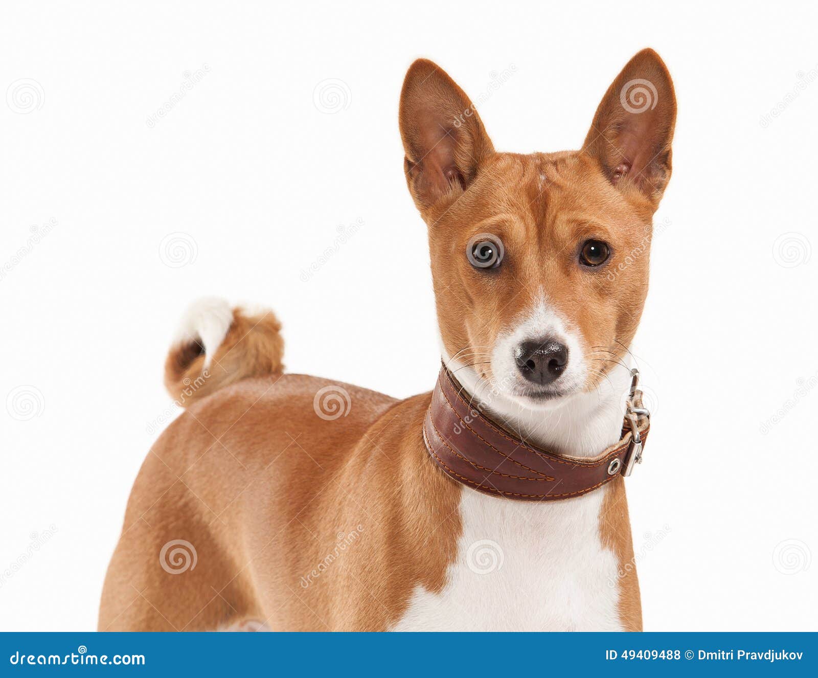 Basenji Dog Jumping Off From Nearest Tree At Fall Forest Royalty-Free ...