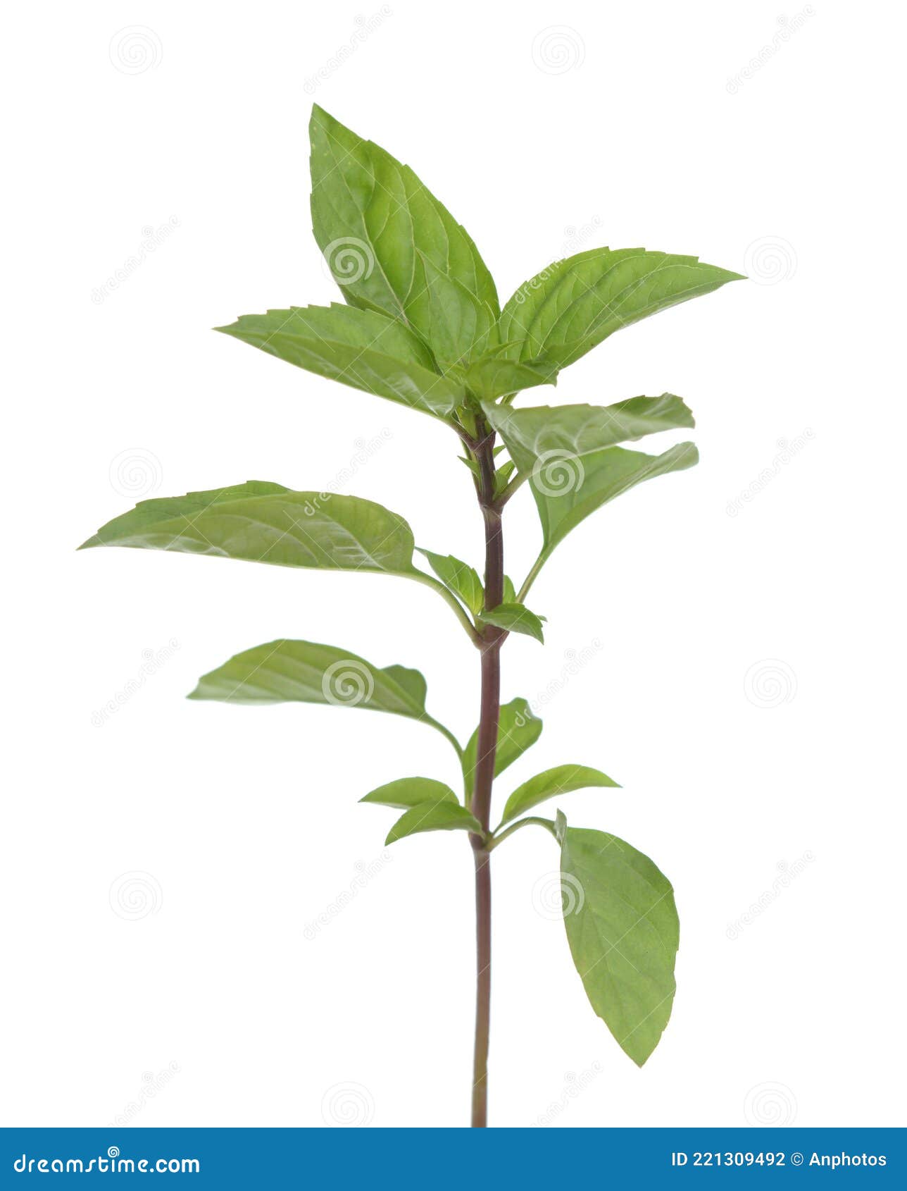 Young basil branch stock photo. Image of aromatic, garden - 221309492