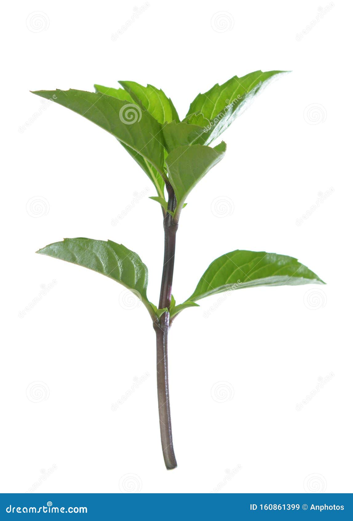 Young basil branch stock image. Image of organic, basilicum - 160861399