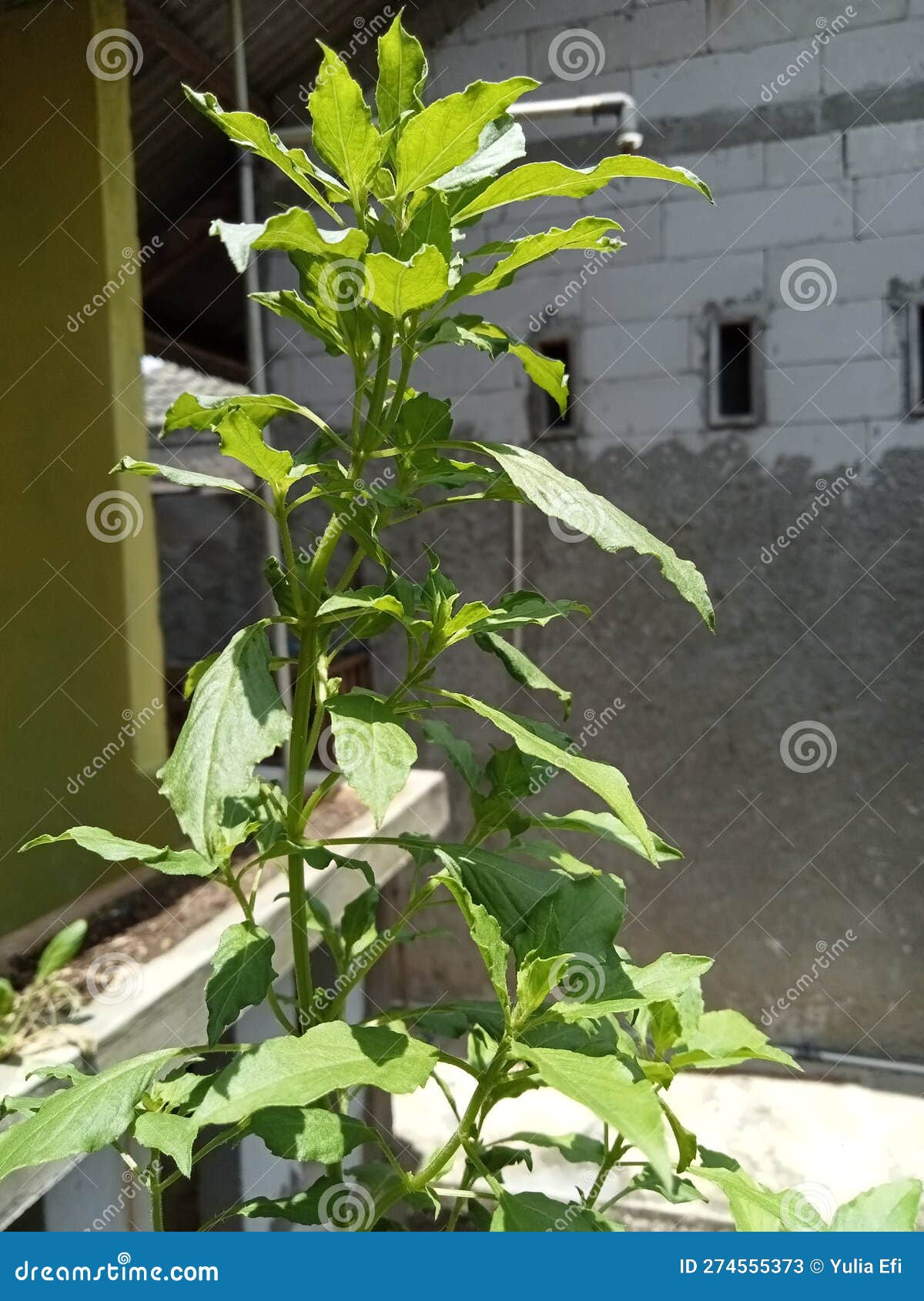 Young Basil Leaves for Fresh Vegetables Stock Image - Image of fruit ...