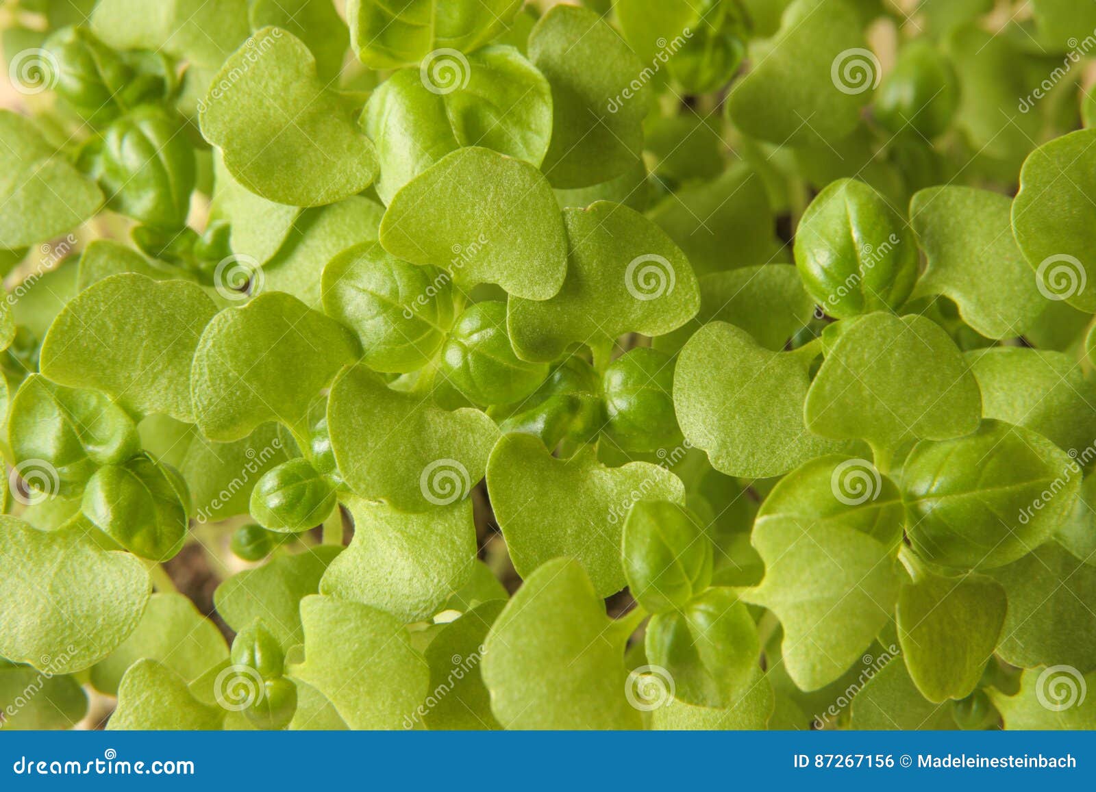 Young Basil Microgreens with Two Cotyledons and the First Pair of True ...