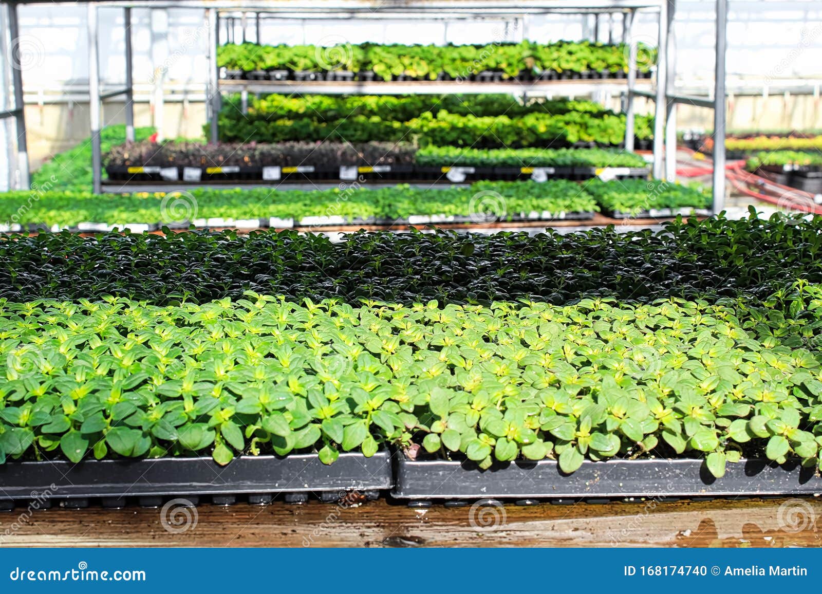 Young Basil Plants Growing on a Greenhouse Table Stock Photo - Image of ...
