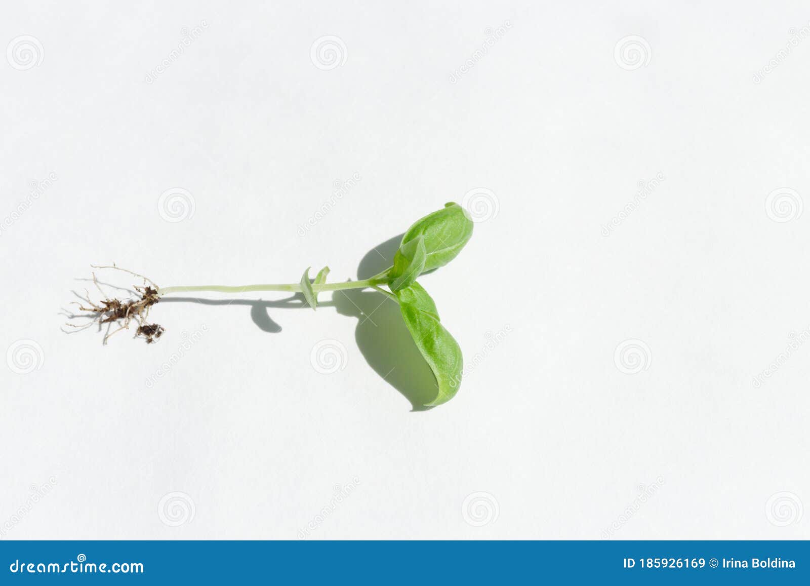 Young Basil Shoot with Green Leaves and Roots Stock Image - Image of ...