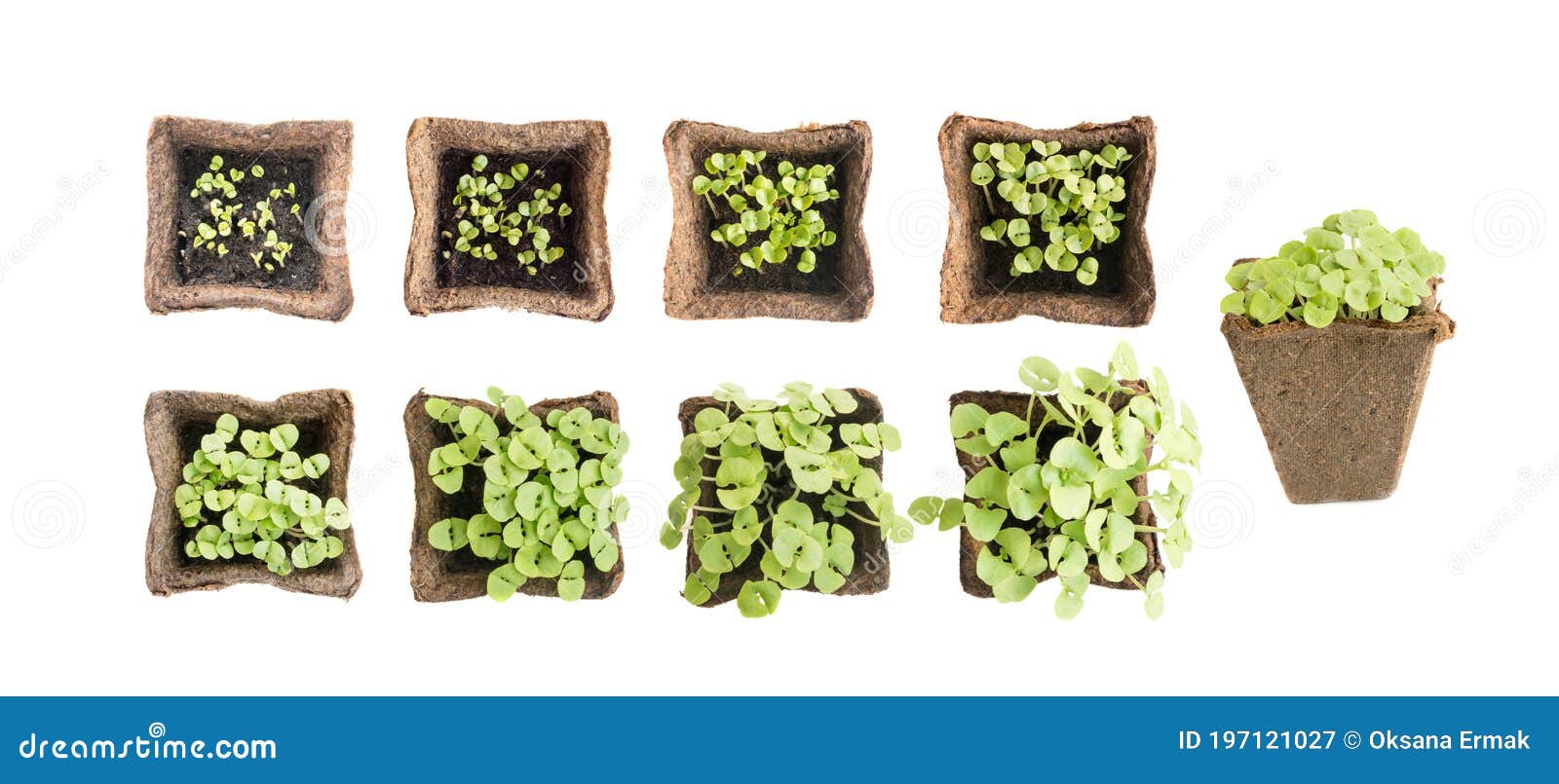 Sprite Growth Stock Photos - Free & Royalty-Free Stock Photos from ...