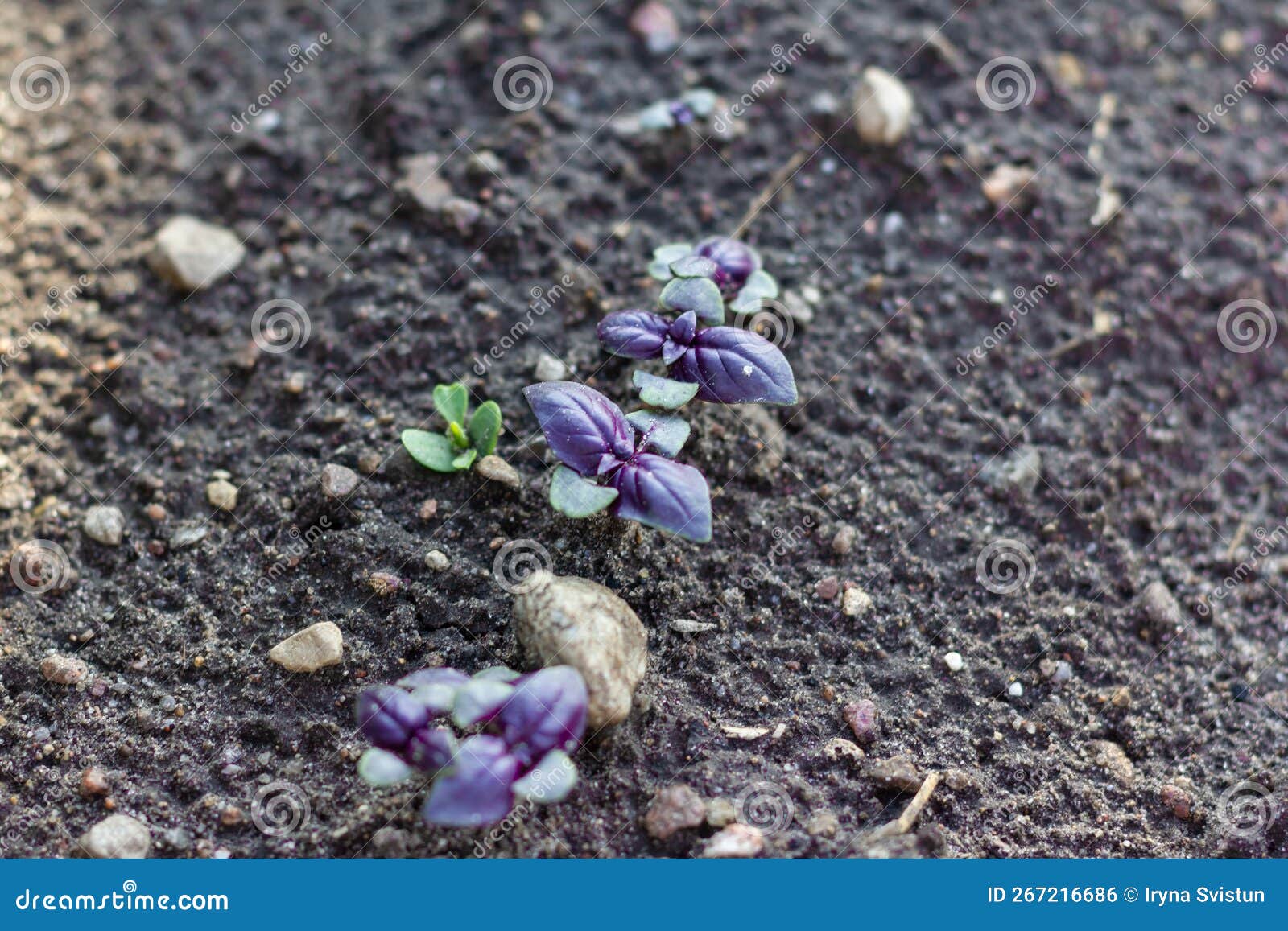 Young Basil Sprouts Sprouted in the Garden. Ecologically Clean Plants ...