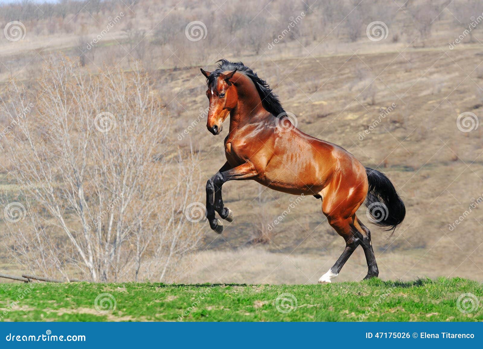 Young Bay Horse Rearing in Field Stock Photo - Image of field, running ...