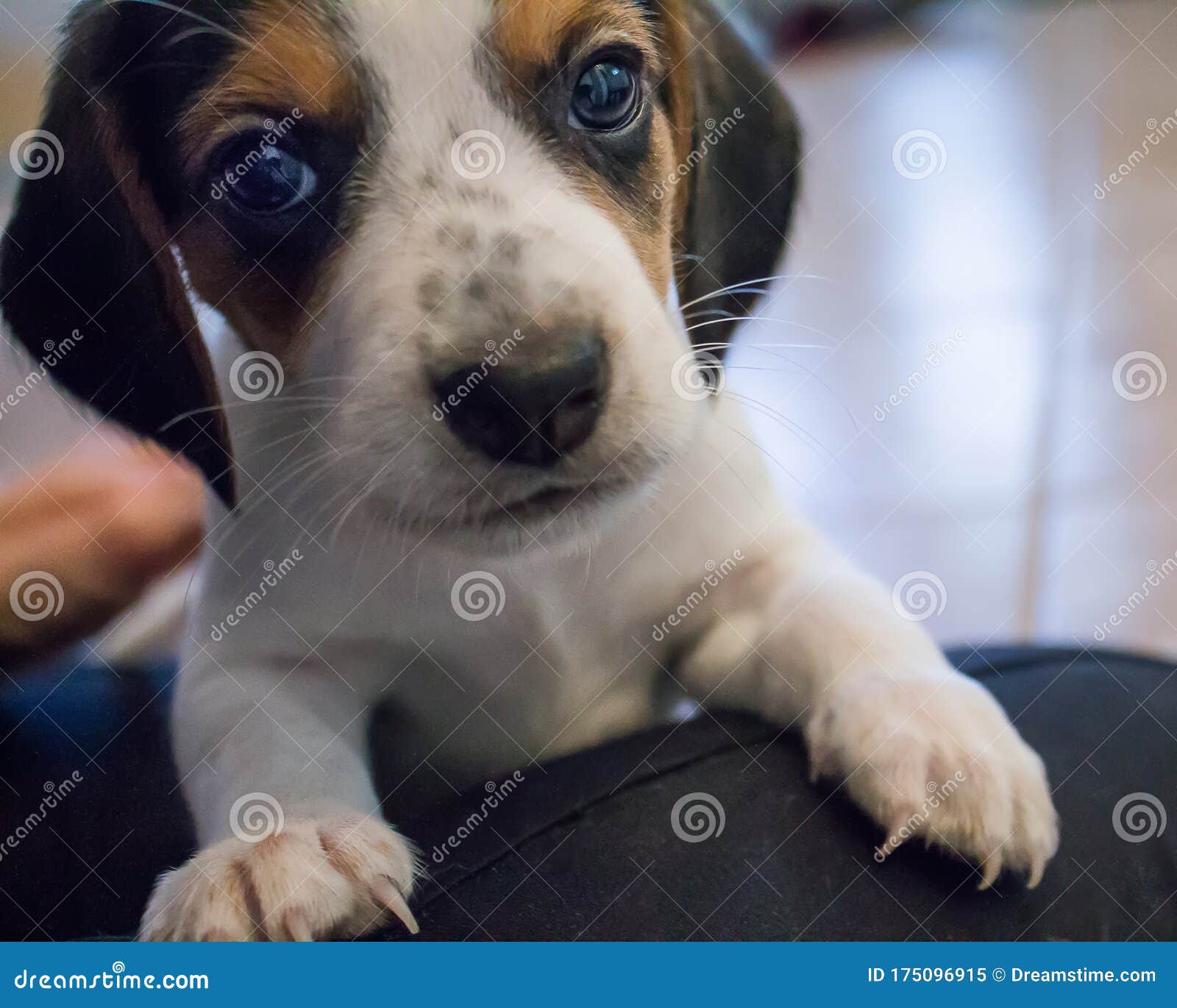 Curious puppy beagle stock image. Image of nice, puppy - 175096915