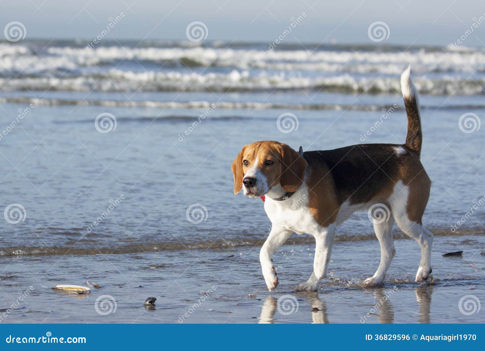 Young beagle in the water stock photo. Image of breed - 36829596