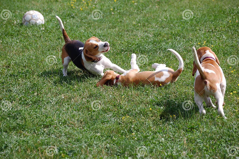 Young beagles playing stock photo. Image of meadow, game - 28660002