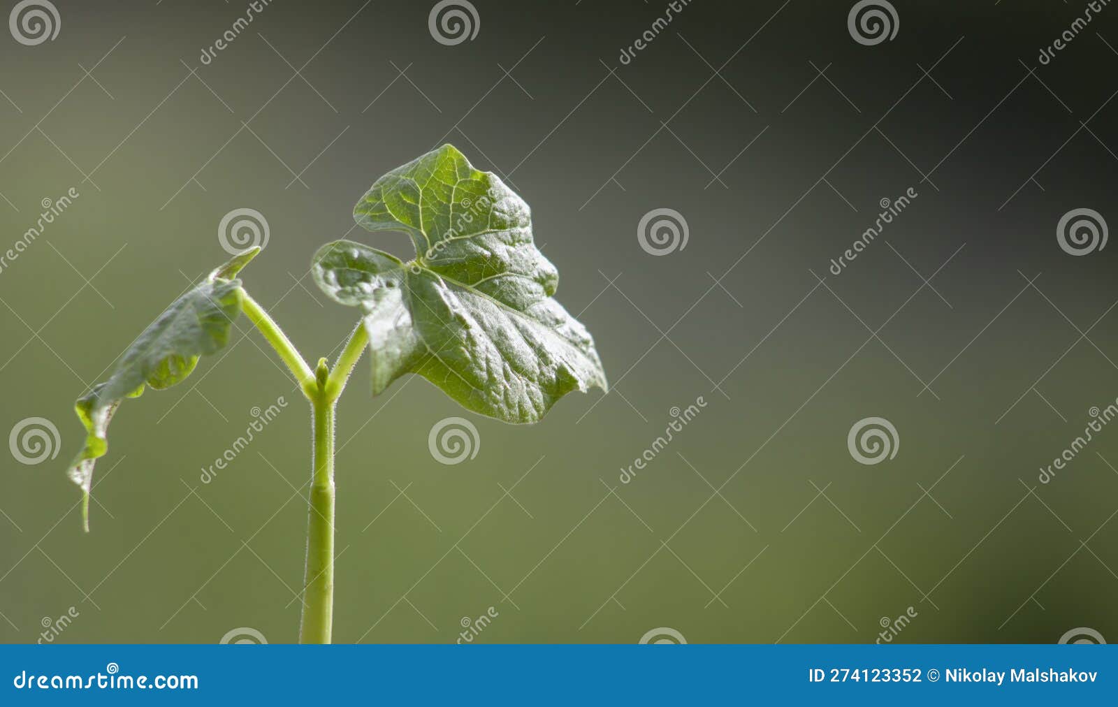 A Young Bean Sprout with Two Leaves Sprouts in a Vegetable Garden Stock ...