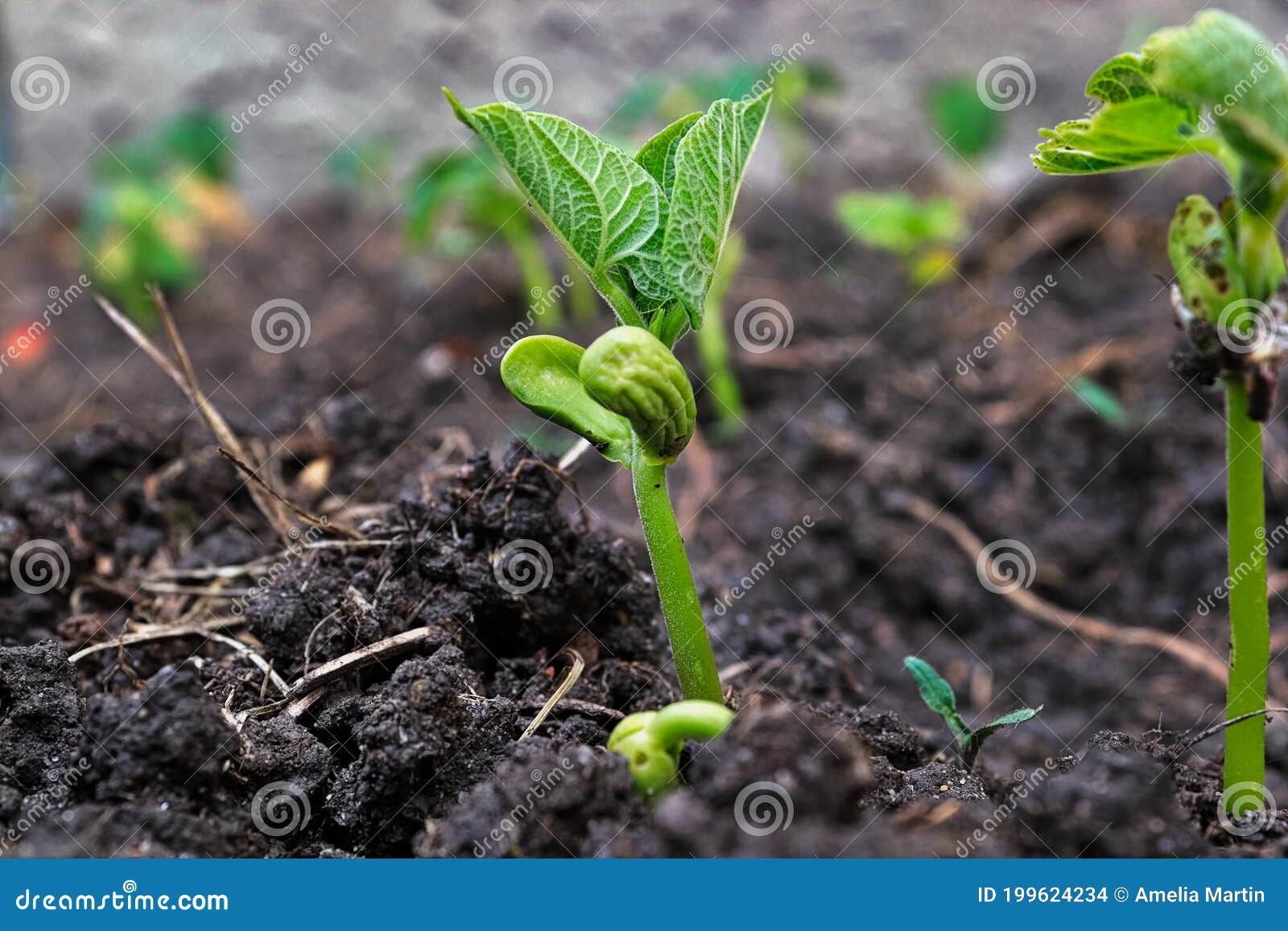 Young Bean Sprouts Growing Their First Leaves Stock Photo - Image of ...