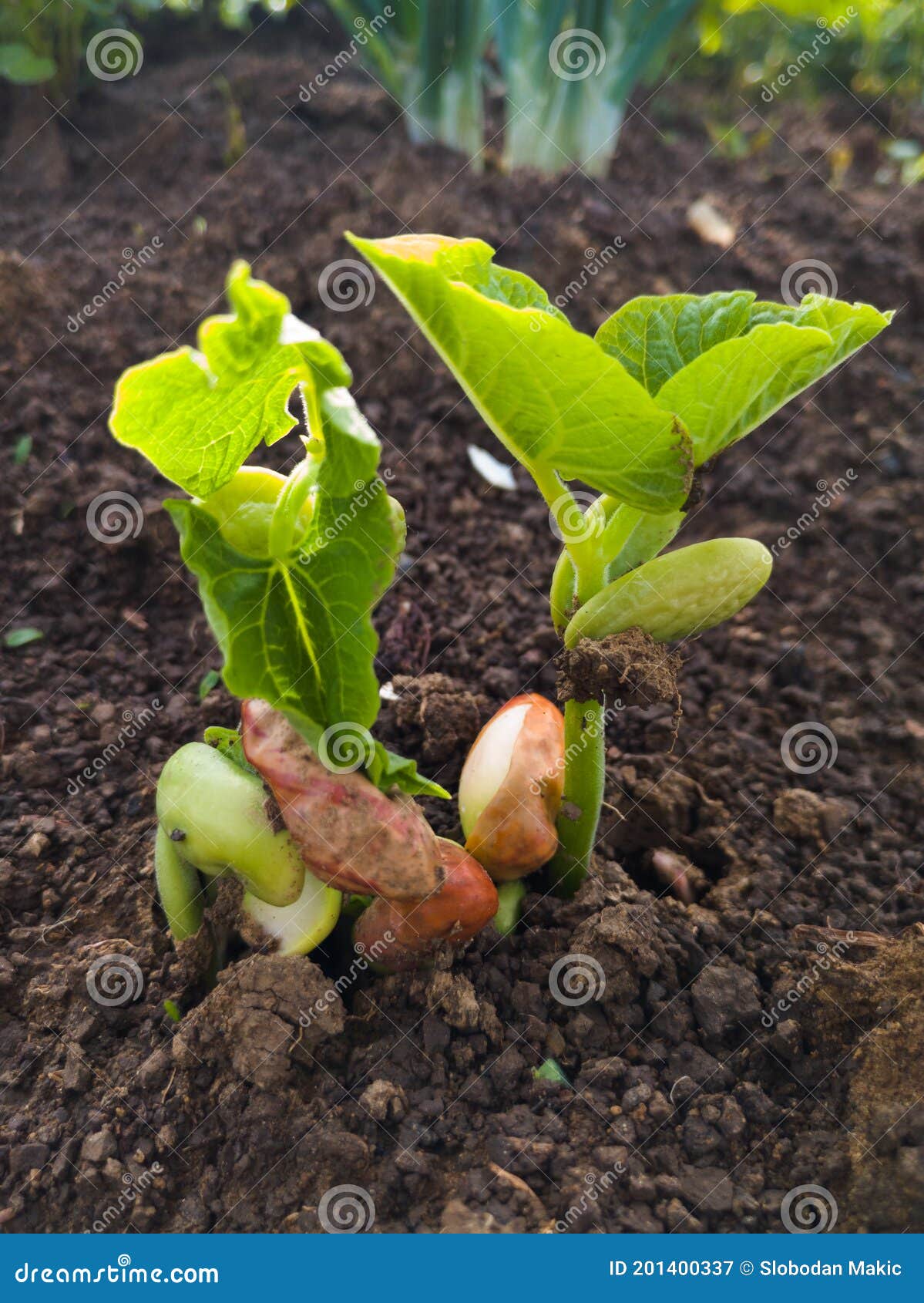 A Young Bean Stalk Germinated in the Spring in a Vegetable Garden Stock ...