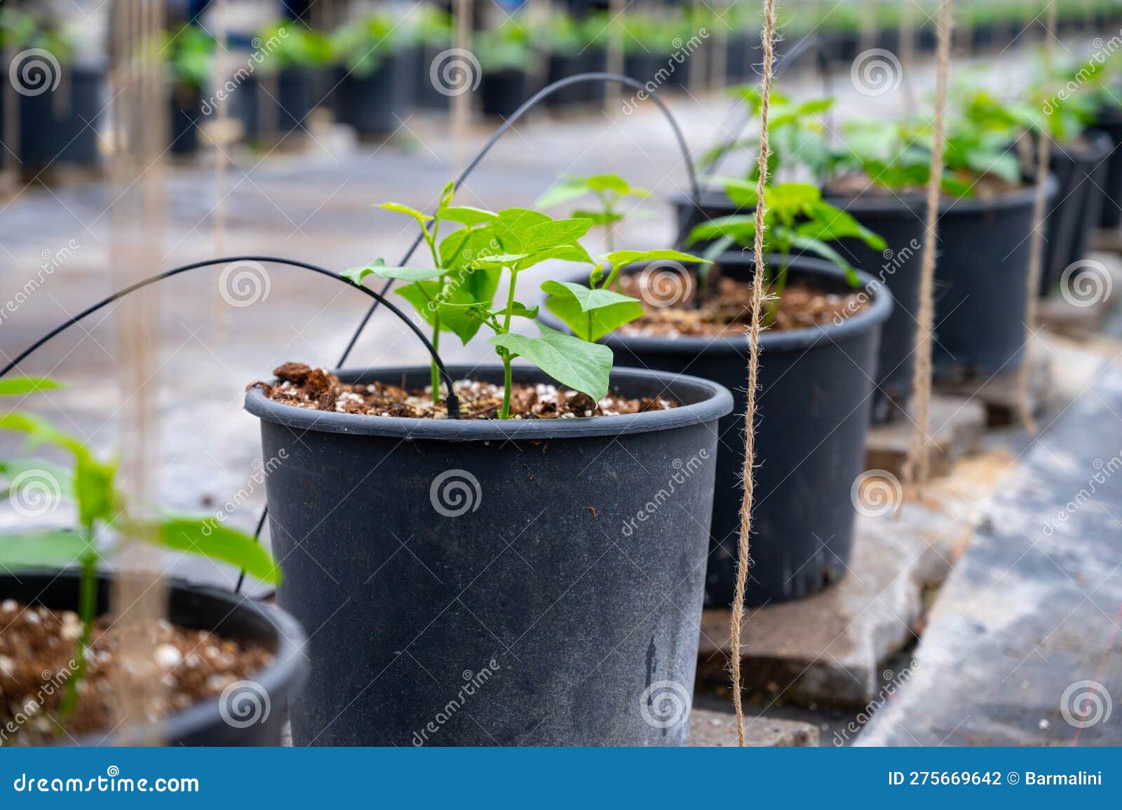Young Beans Plants Sprouts Growing in Bio Greenhouse Stock Photo ...