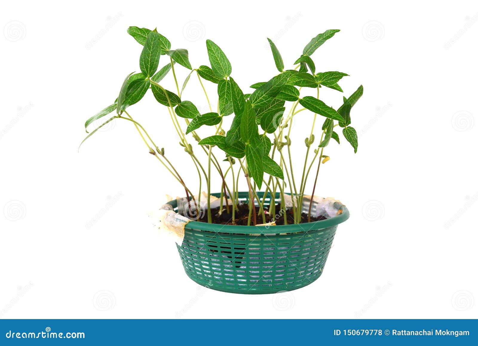 Young Beans Of Different Varieties And Colors With A Side Border Stock ...